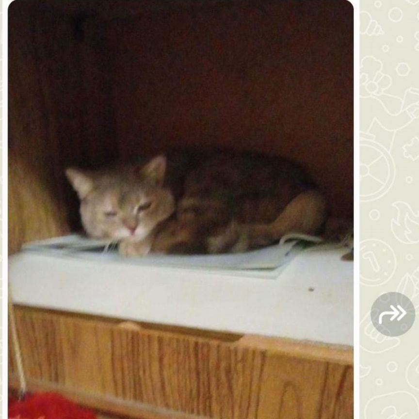 Кошка найденыш