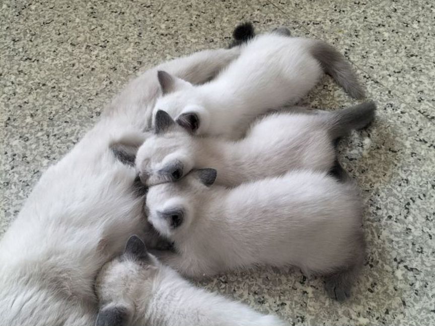 Британские котята короткошерстные