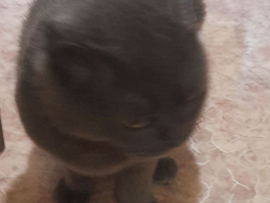 Вислоухая кошка