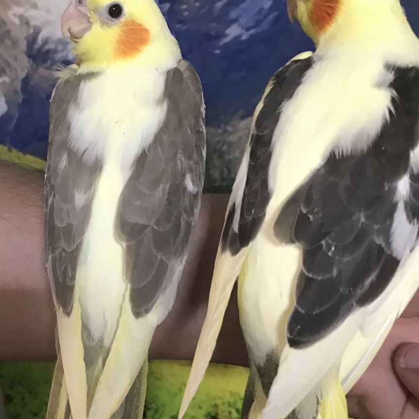 Птенцы попугая карелла