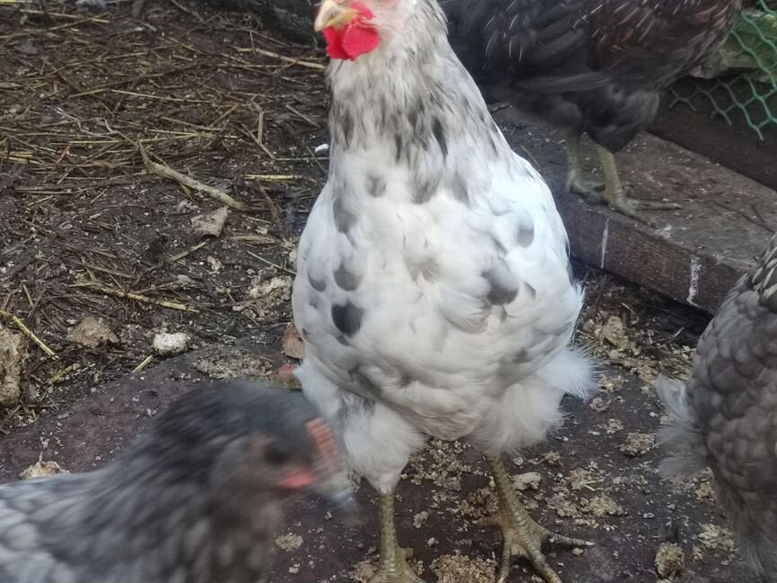 Сильверудд, амераукана