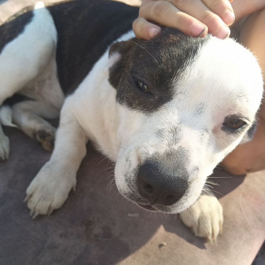 Американский булли, щенок