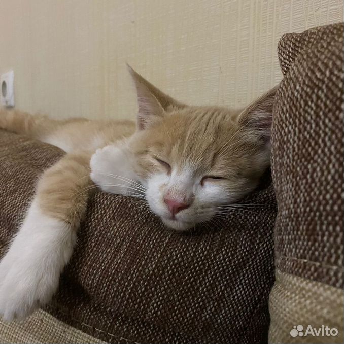 Рыжий котенок отдам в добрые руки