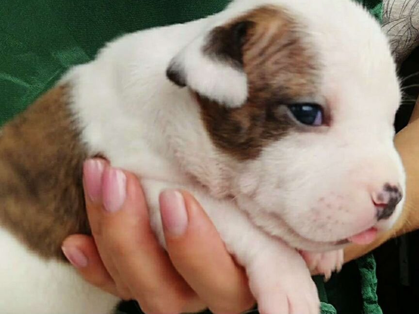 Собаки щенки