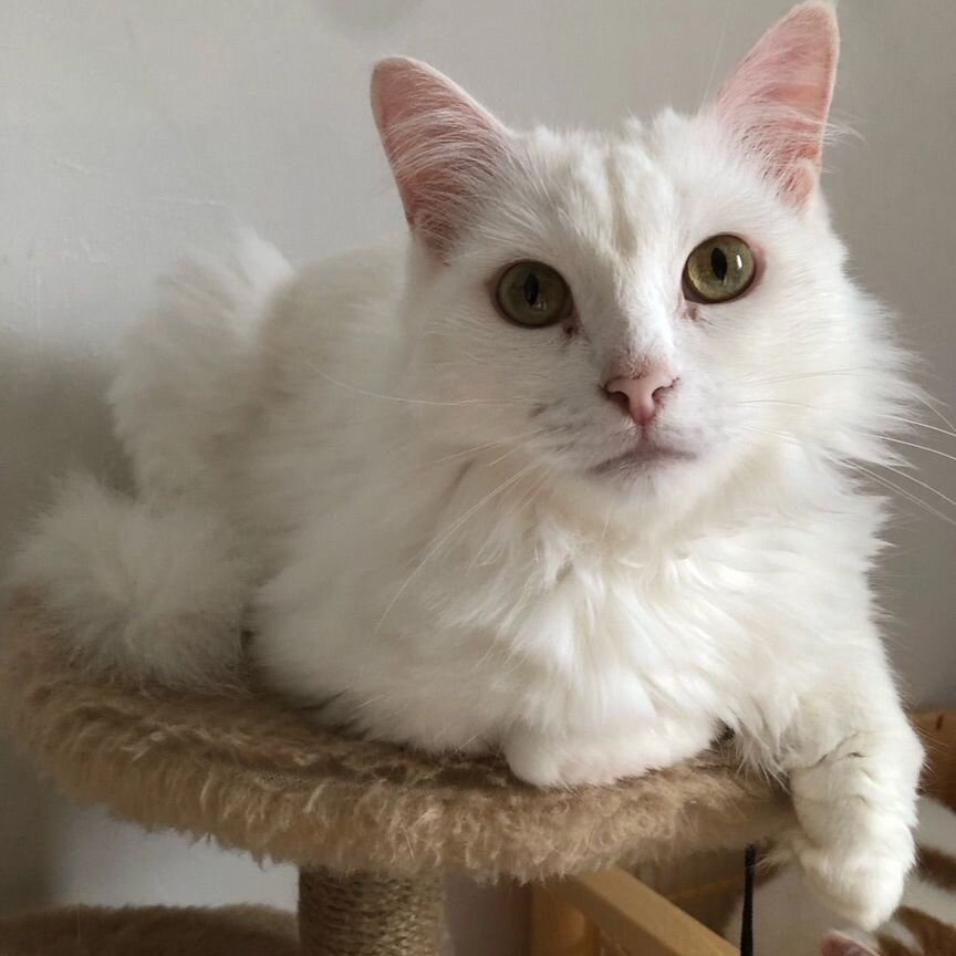 Маркус ищет дом