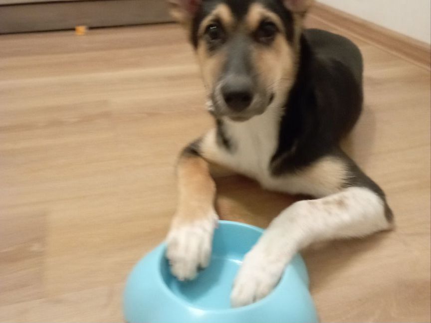 Собака Гера