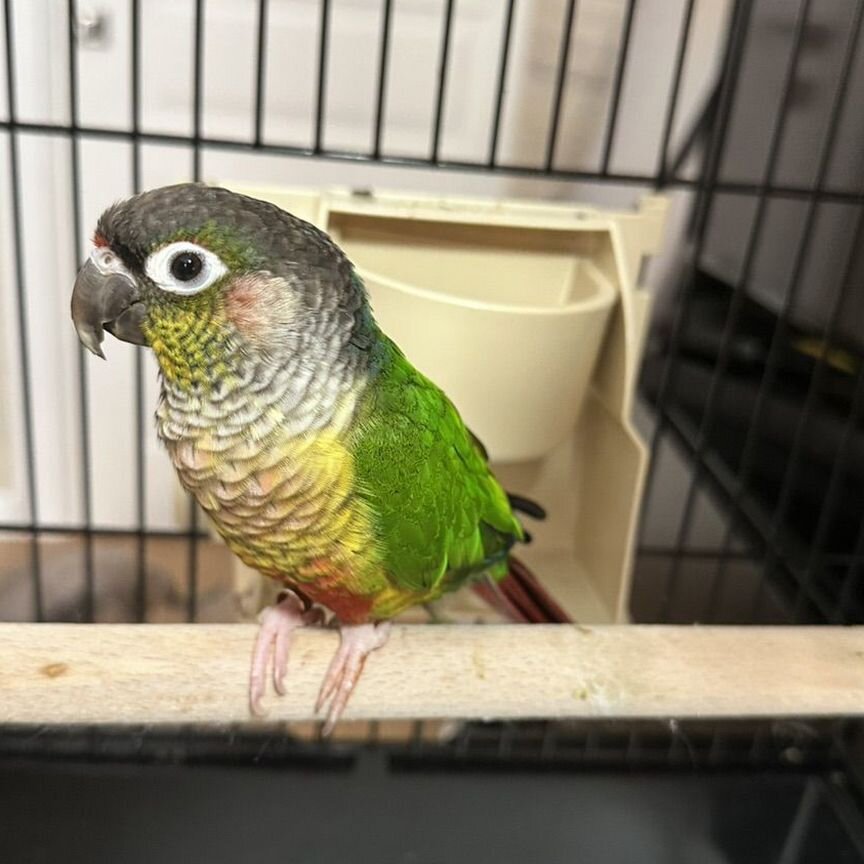 Попугай пиррура выкормыш