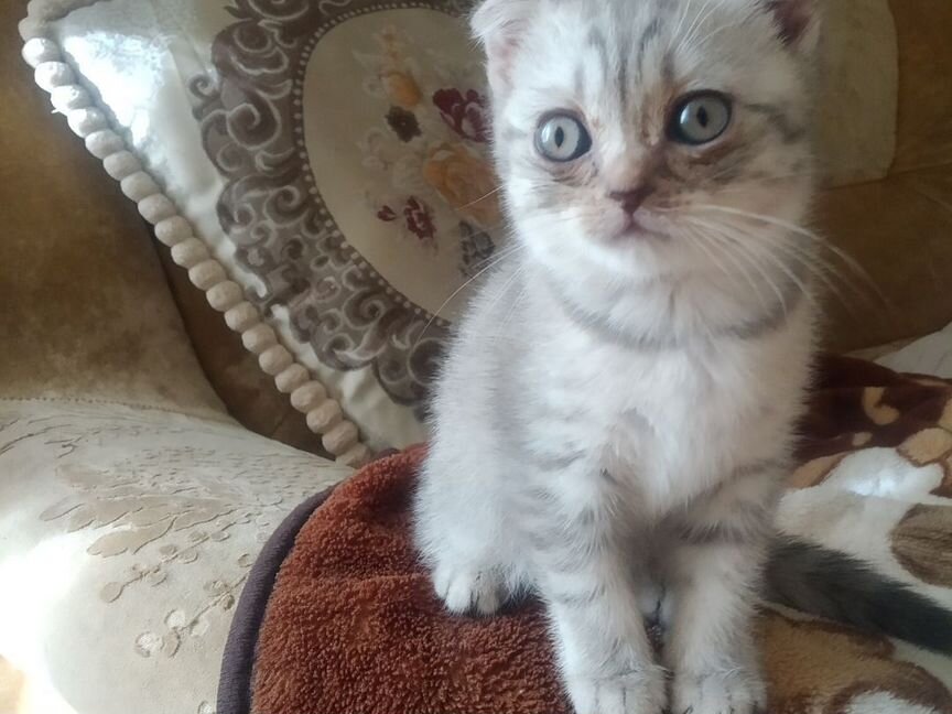 Шотландская вислоухая кошка
