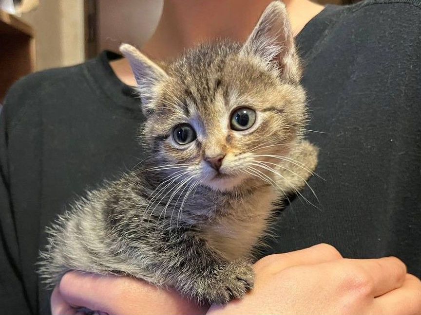 Котеечка девочка в дар