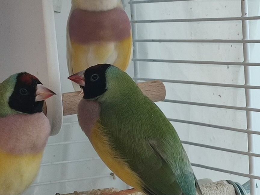 Гульдовые амадины