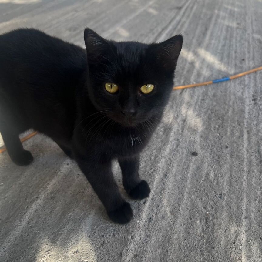 Черный котик