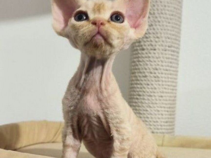 Мальчик Девон-рекс