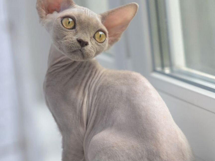 Котята девон-рекс