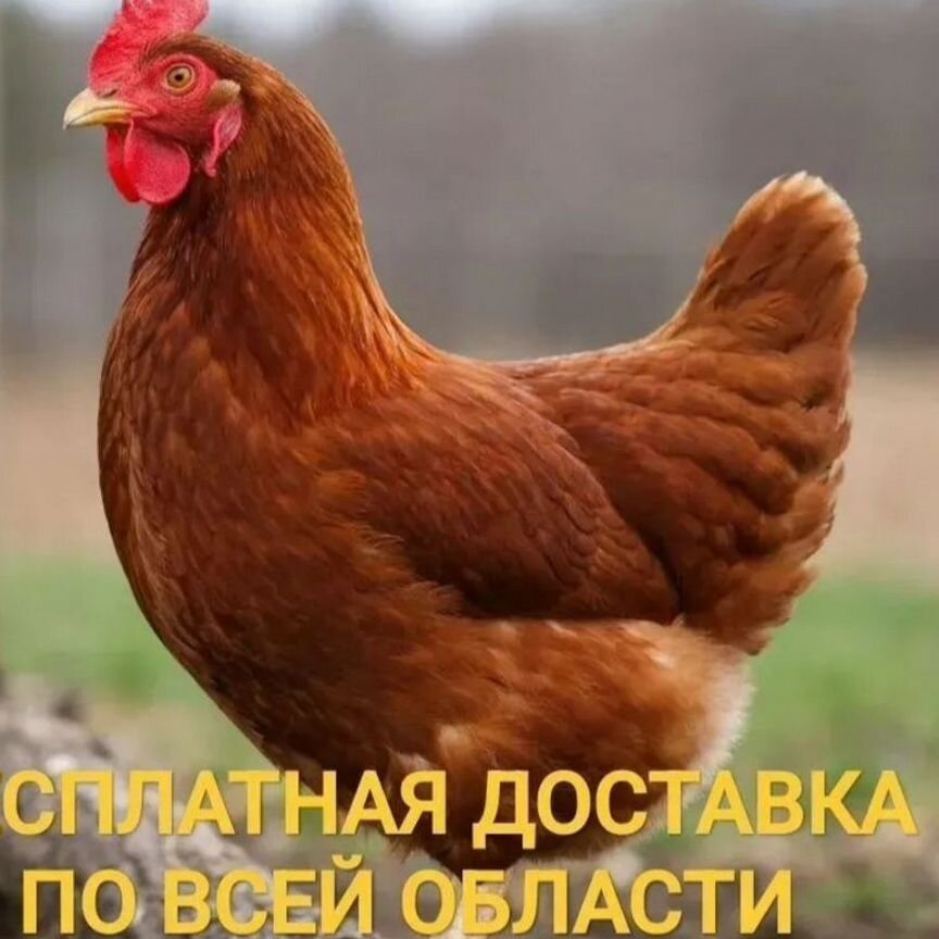 Куры несушки в Боровск