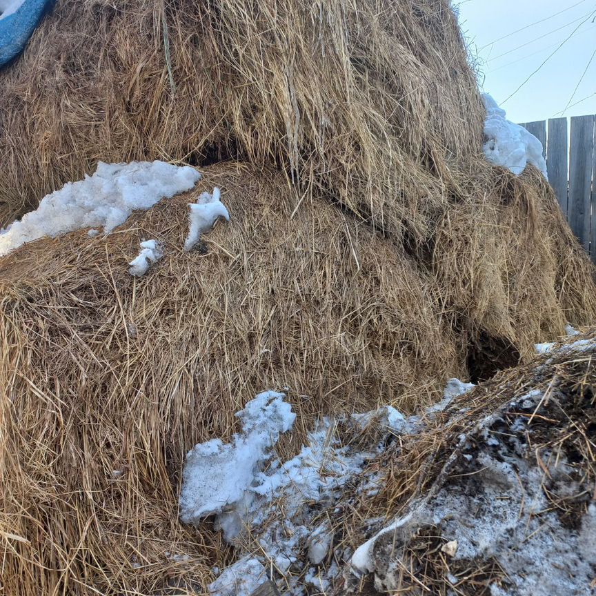 Сено в рулонах