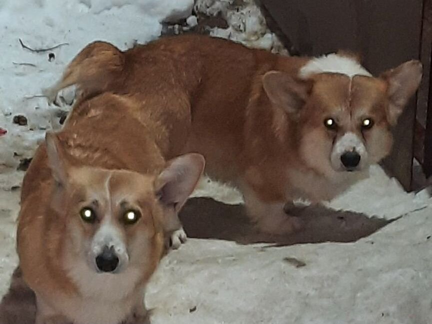 Вязка корги