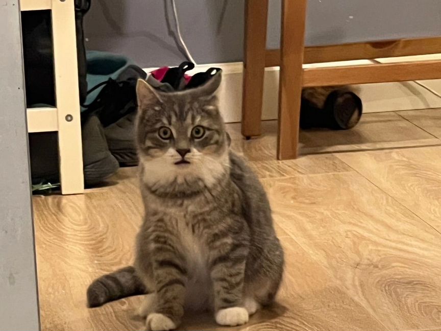 Котенок заноза