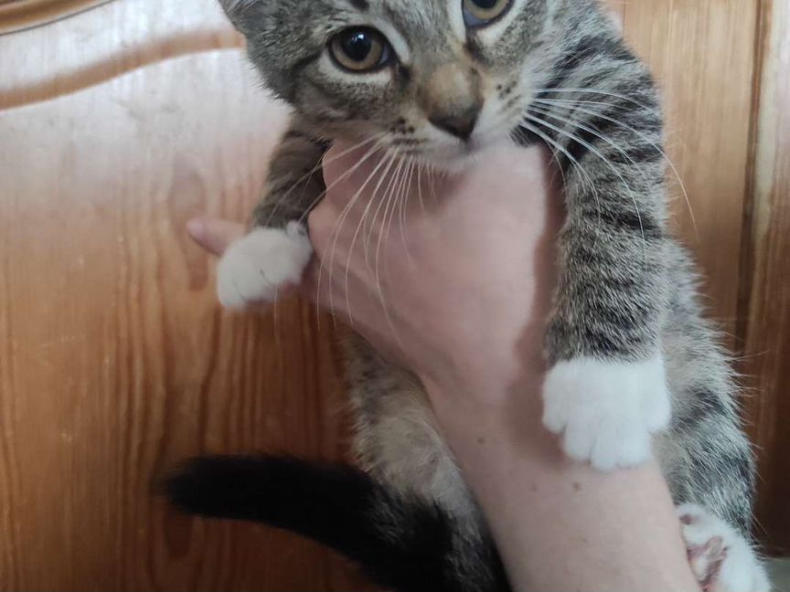 Котëнок
