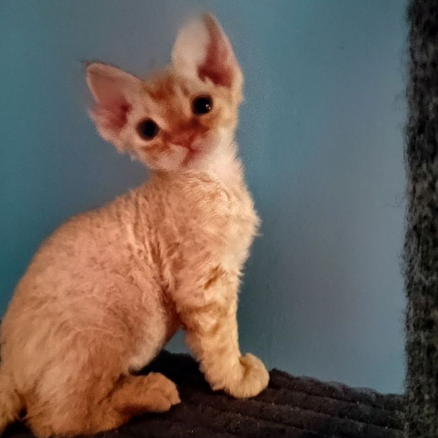 Девон-рекс котёнок