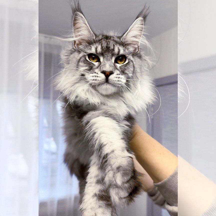 Мейн-кун котёнок