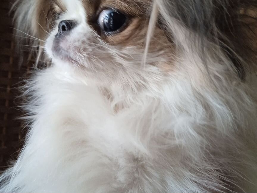 Японский хин
