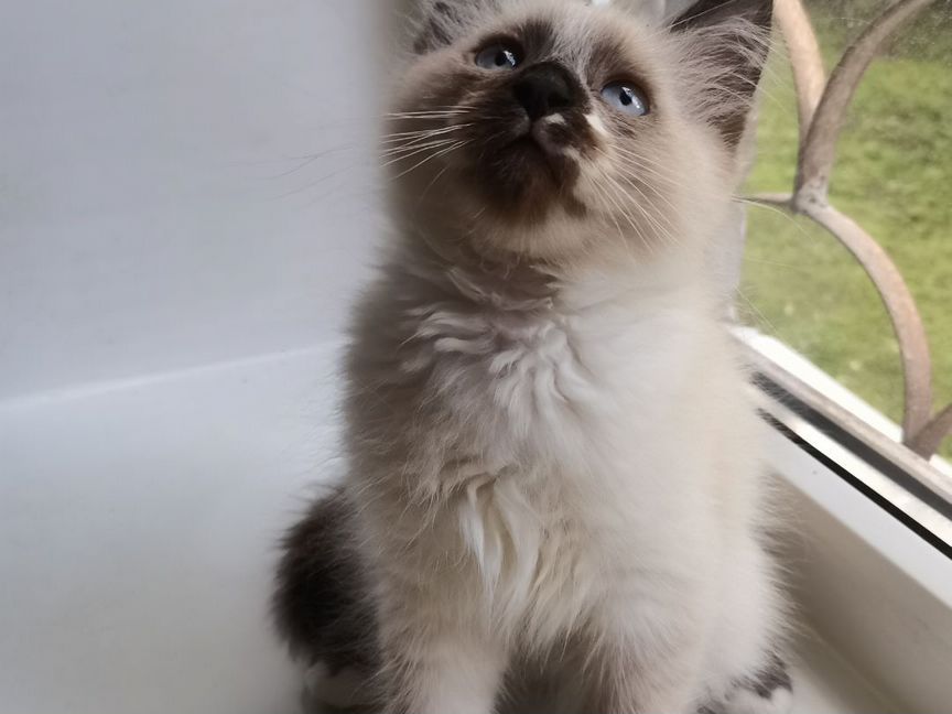 Невский маскарадный кот