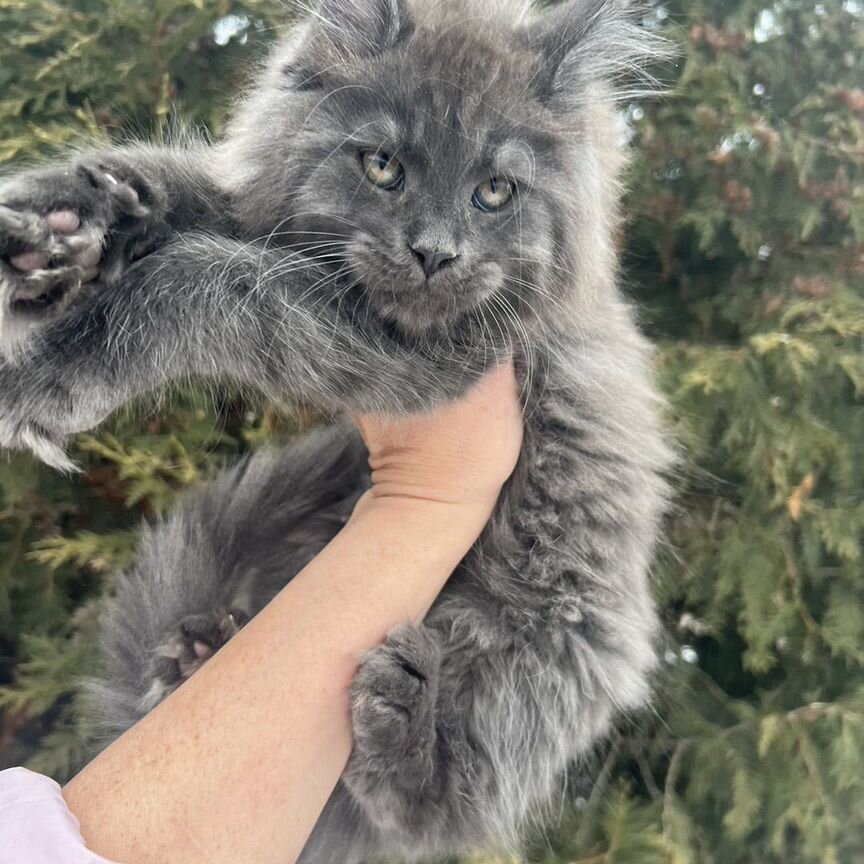 Девочка голубой дым