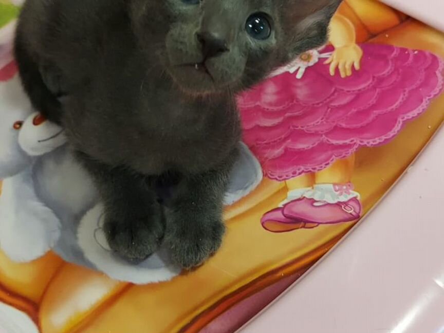 Ориентальные котята