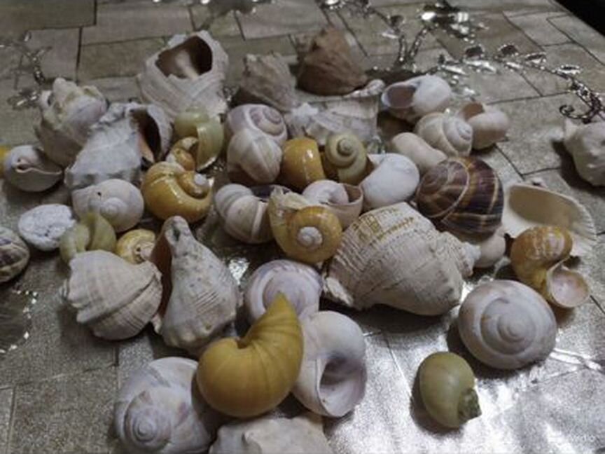 Ракушки,улитки для аквариума