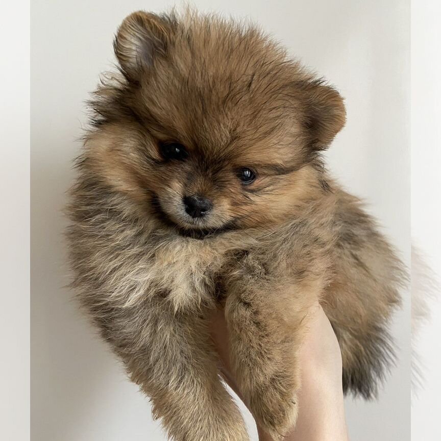 Щенки шпица