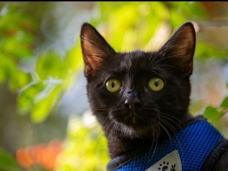 Чудесный чёрный мальчик Луи 8 мес ищет свой дом