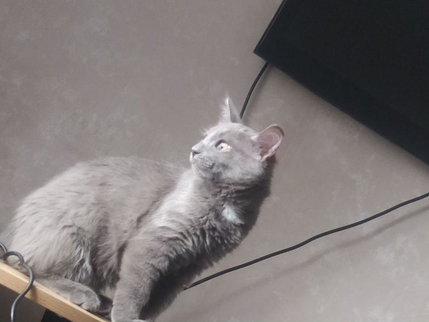Котята в добрые руки бесплатно мальчик