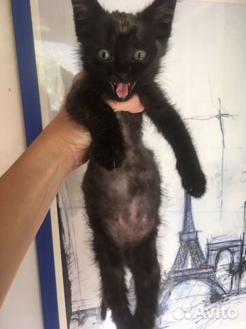 Котёнка стригли дети на детской площадке