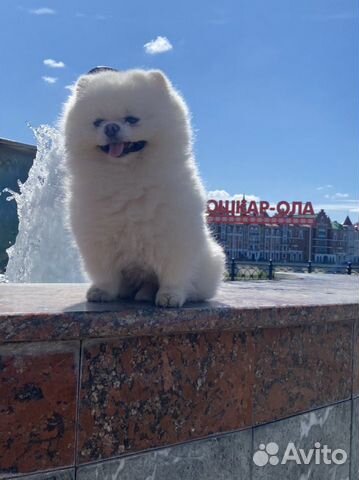 Мини шпиц вязка