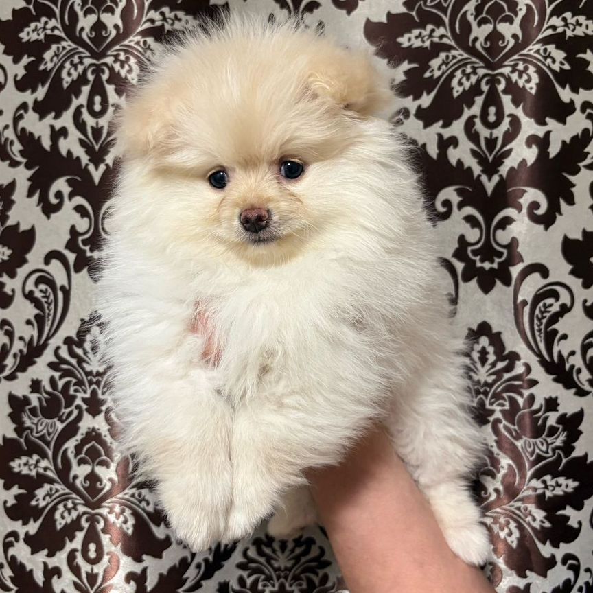 Померанский шпиц, щенок