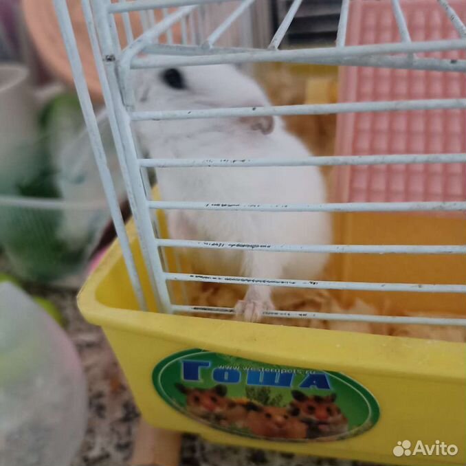 Отдам в добрые руки джунгарика