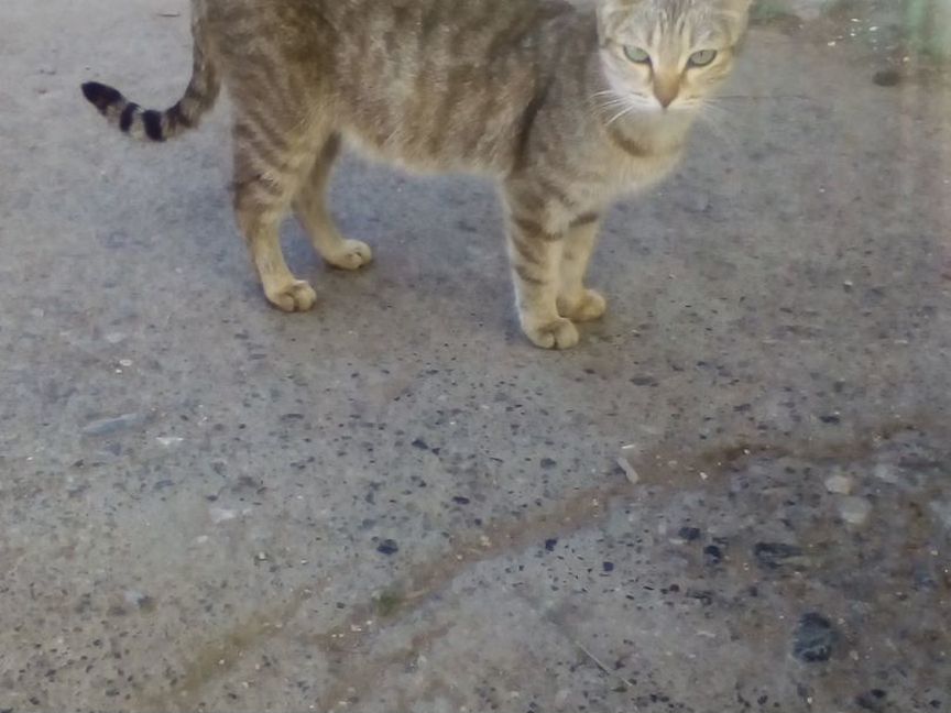 Умная, добрая, турецкая кошка ищет дом