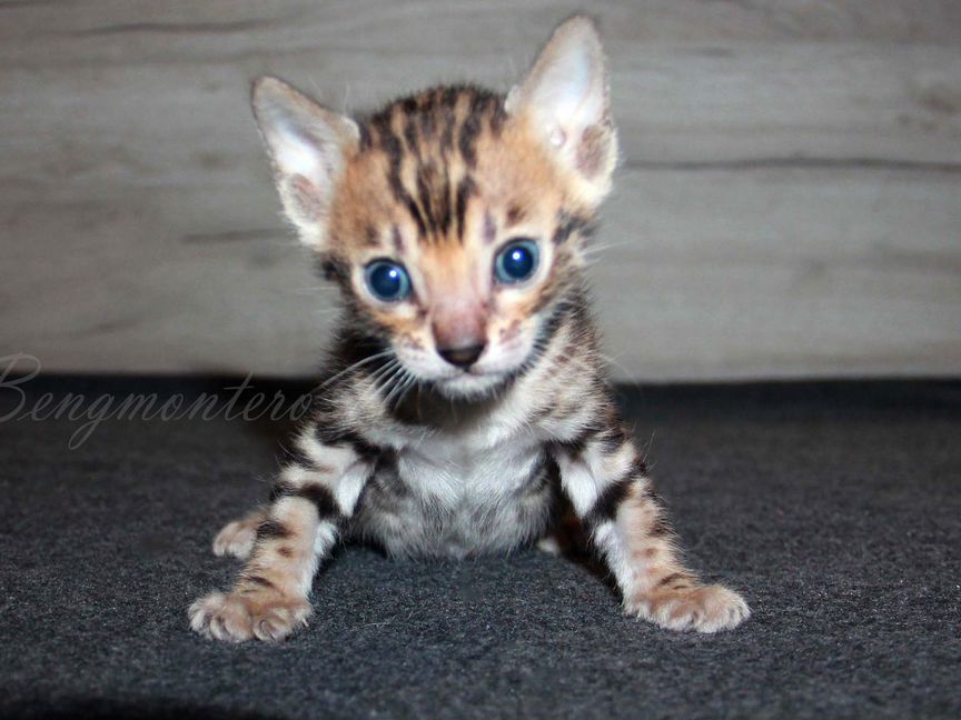 Два бенгальских котика