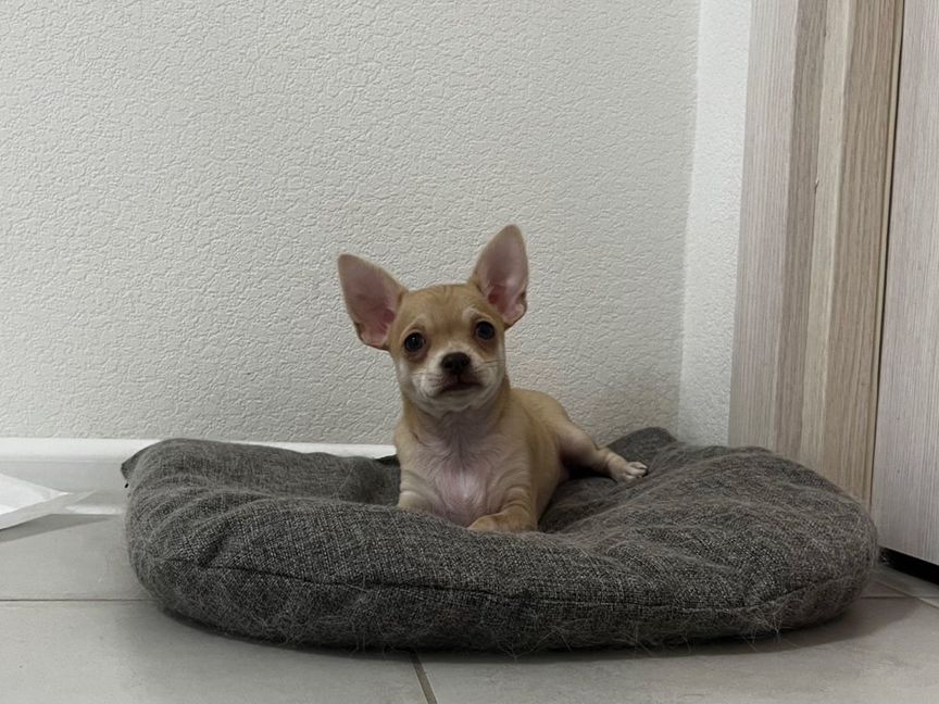 Собаки чихуахуа щенок 3 месяца