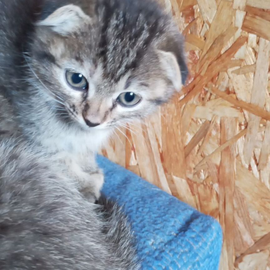 Шотландская вислоухая