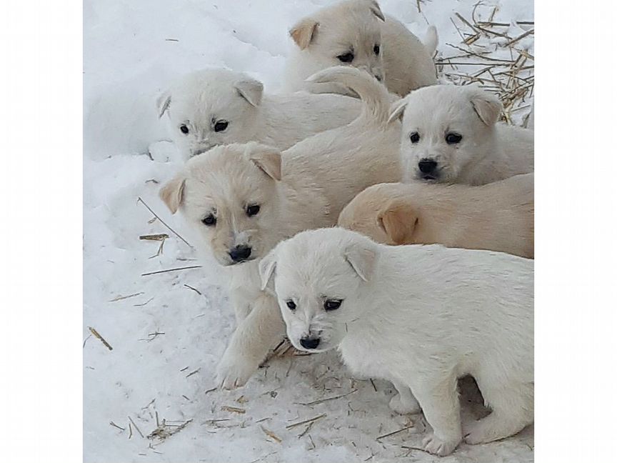 Щенок мальчик девочка 1 месяц