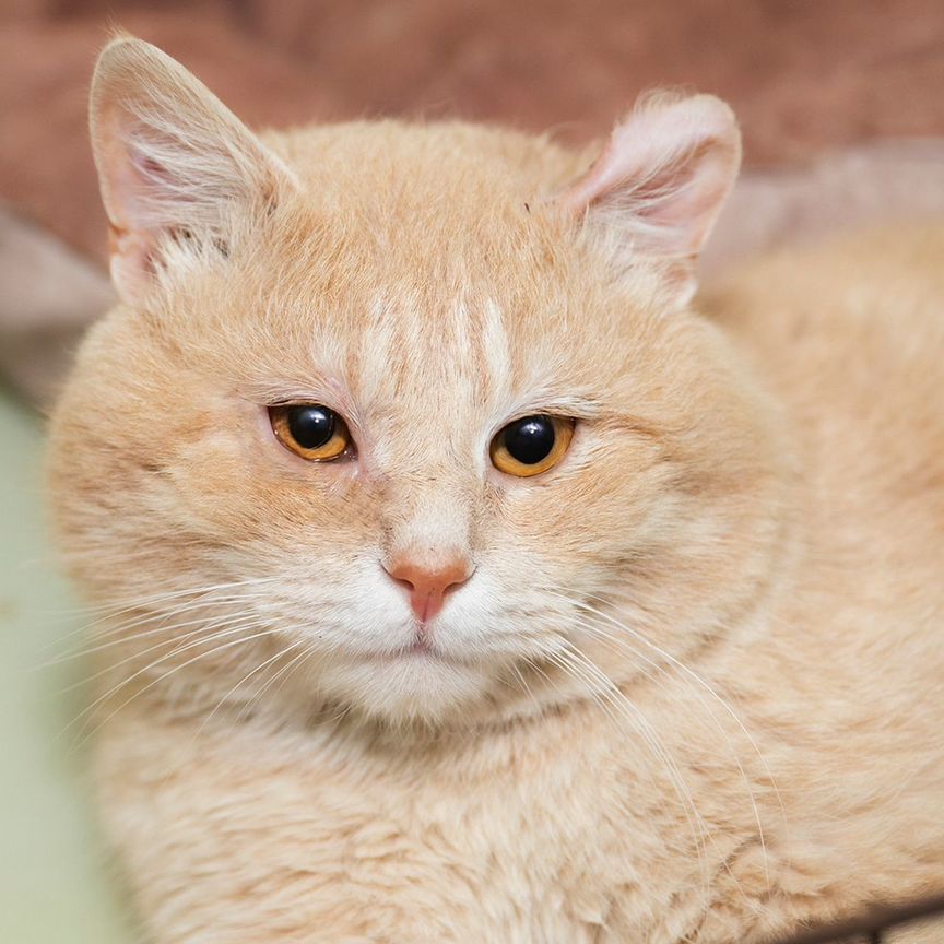 Европейский короткошёрстный, взрослый кот из приюта