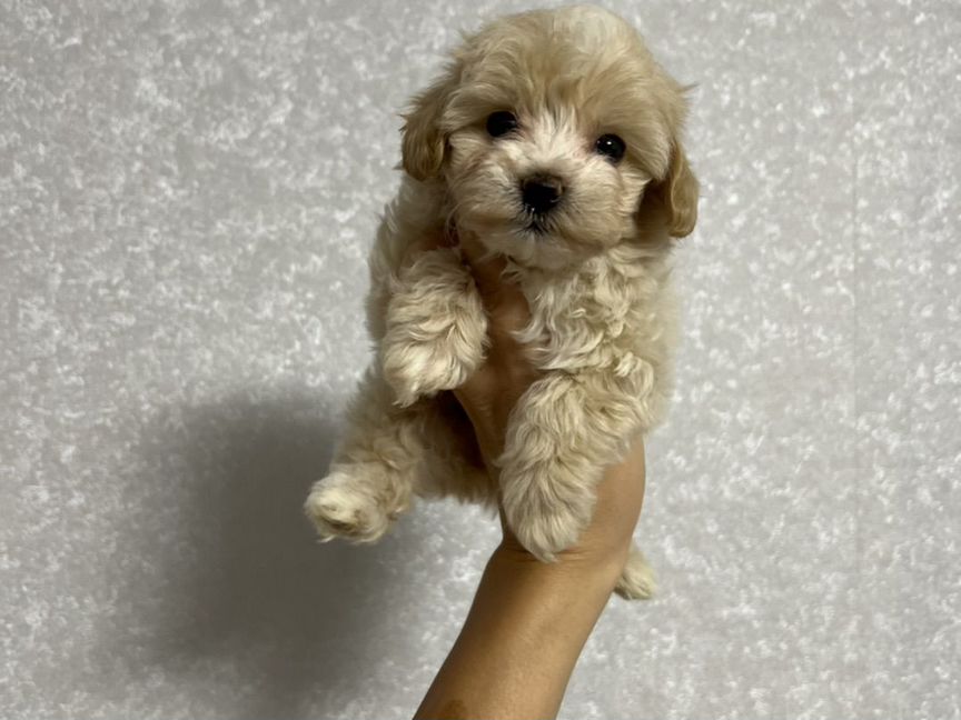 Мальтипу ф1 микро кукольная малышка Корея