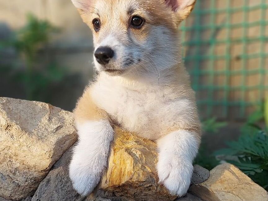 Девочки вельш корги