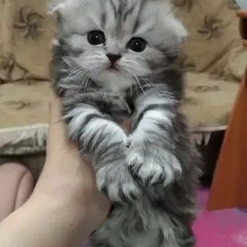 Шотландская