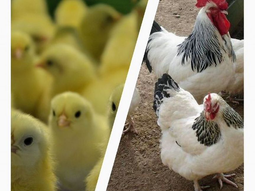 Суточные цыплята - Адлерское серебро на 15.03