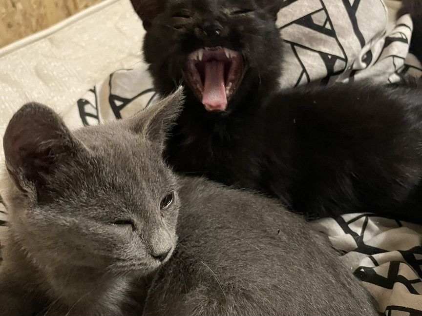 Котята в добрые руки