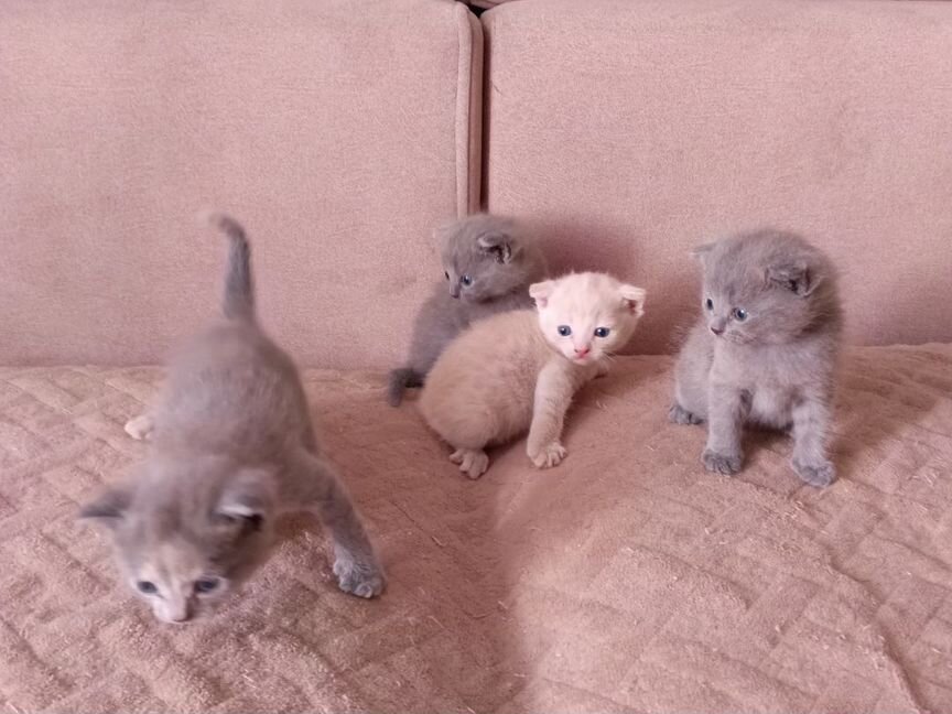 Шотландские вислоухие котята