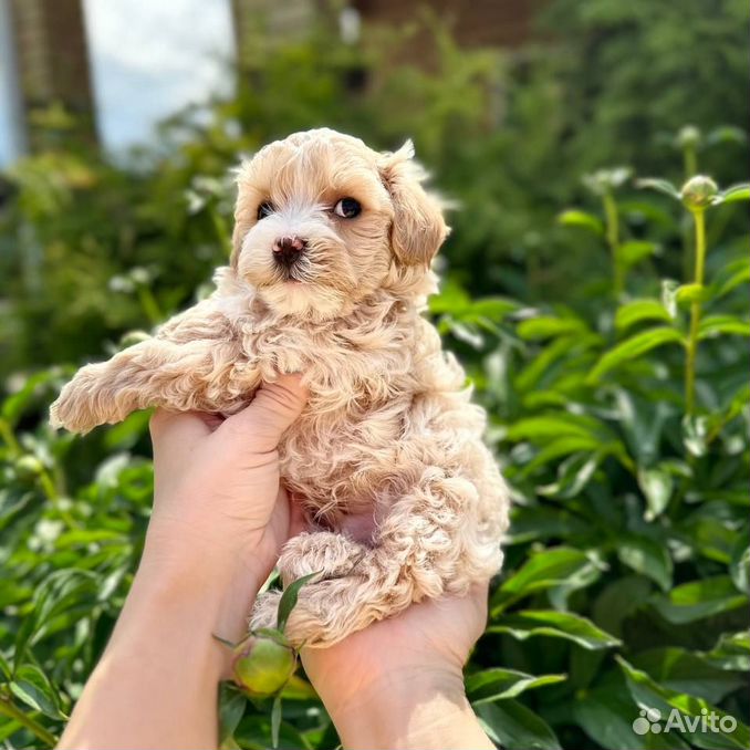 Эксклюзив мальтипу мини F1