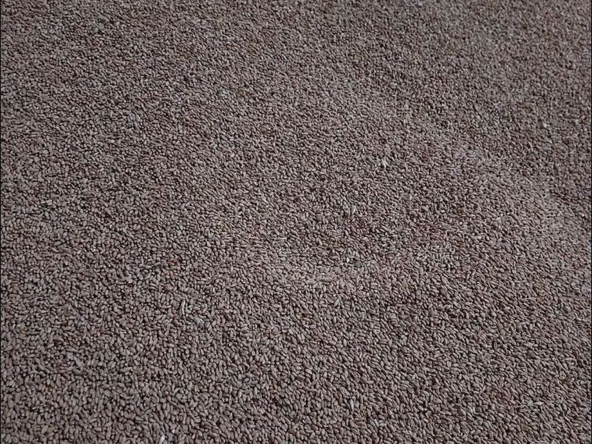 Семечко, Фуражный горох на корм